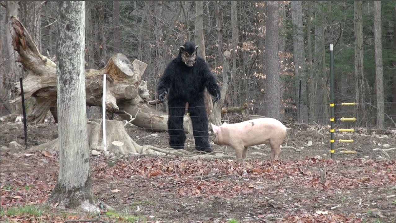 HUGE HOGZILLA CAUGHT ON VIDEO - YouTube