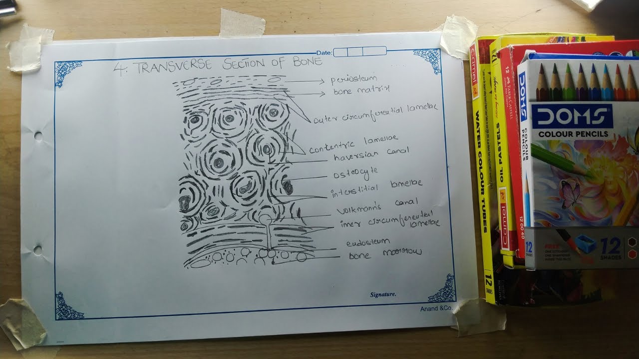 #Intermediate108 zoology practical record. How to draw transverse ...