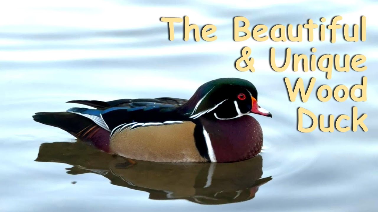 Beautiful and Unique Wood Duck - YouTube