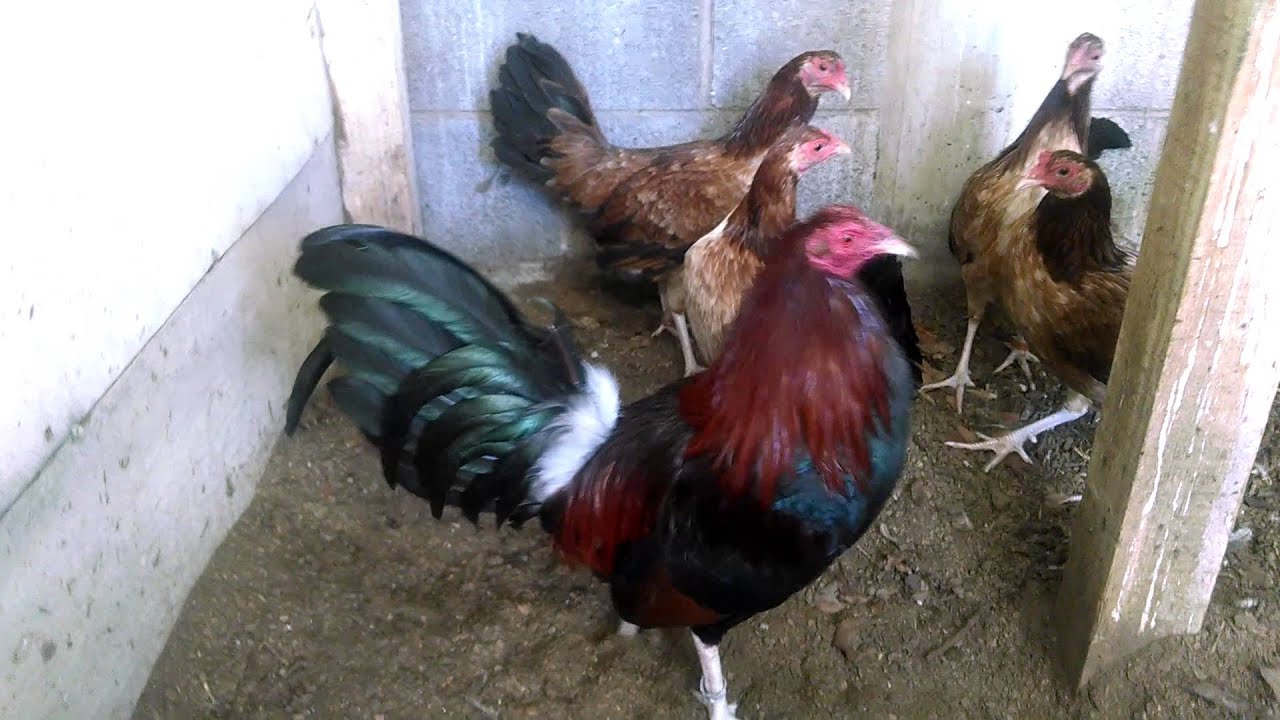 LOTE GALLO CLARET POLLAS RH SANGRES DE LARRY WHITEHEAD - YouTube