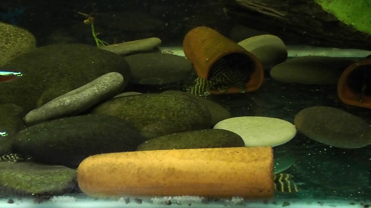 Hypan babies - YouTube