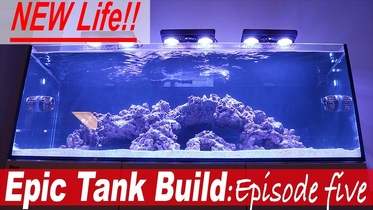 There's Life! Epic Reef Tank Build 525 XL Update - YouTube