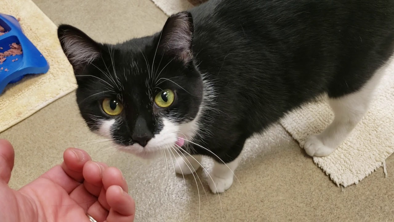 Cautious Cat - YouTube