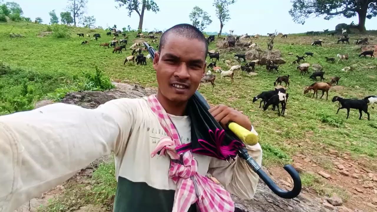ଛେଳି ପାଳନ କରୁଛନ୍ତି ମହିଳା ଗ୍ରୁପ୍ || Goat Farming My God Job # ...