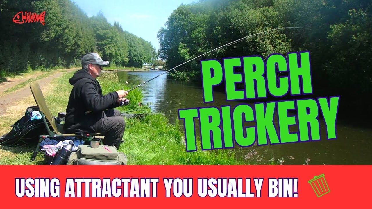PERCH Trickery | Instant Perch ATTRACTION - YouTube