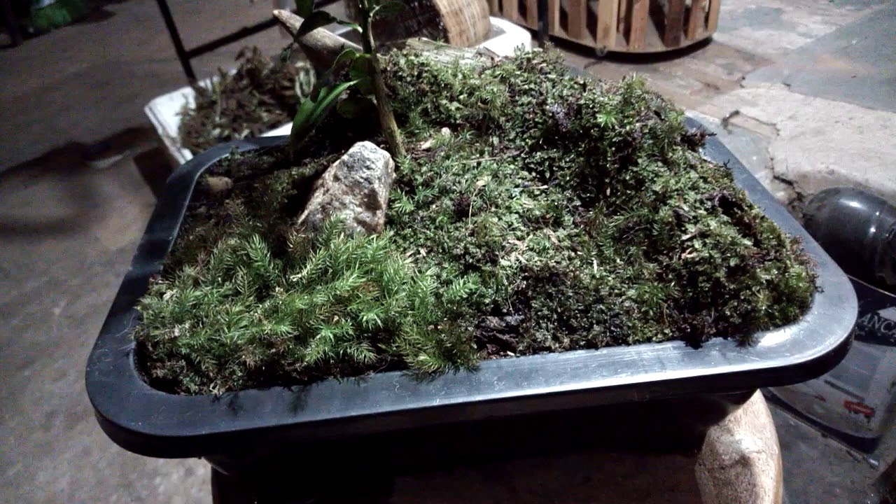 Arte Pun-sai ou Bonsai! 4 de julho de 2020 - YouTube