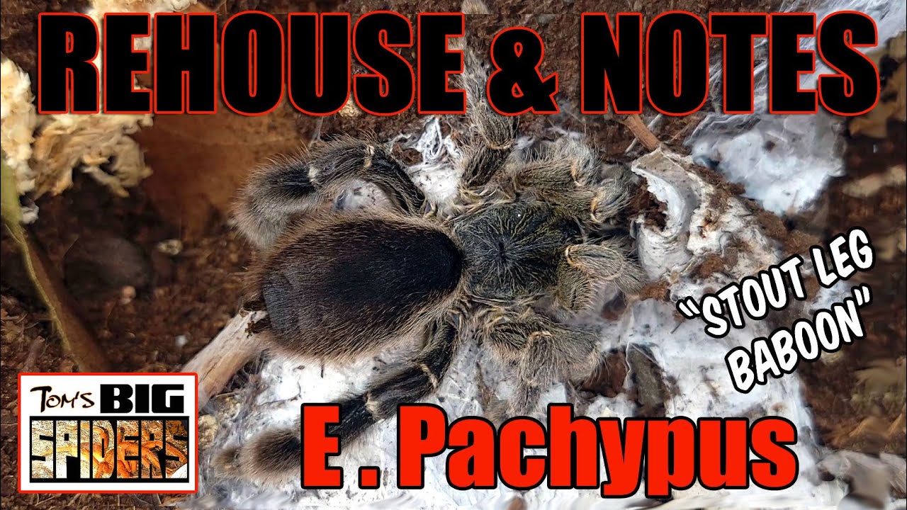 Eucratoscelus pachypus "Stout Leg Baboon" Rehouse & Notes - YouTube