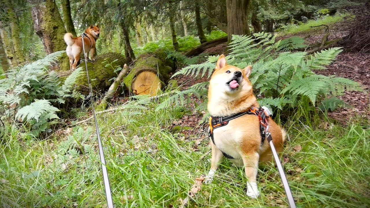 Shiba Inu Nature Walks with Soul and Paws - YouTube
