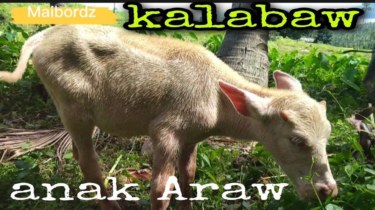 KALABAW ANAK ARAW /PUTING KALABAW (MAIBORDZ) - YouTube