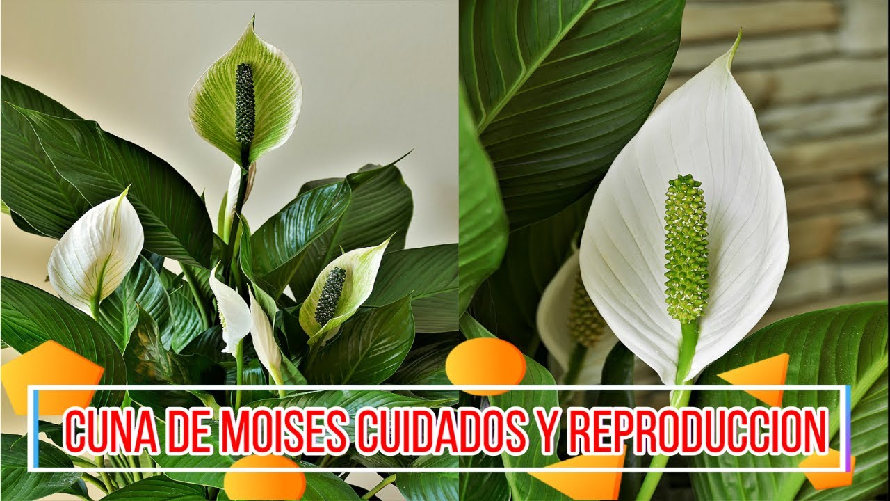 CUNA DE MOISES COMO REPRODUCIR Y CUIDAR LA CUNA DE MOISES ...