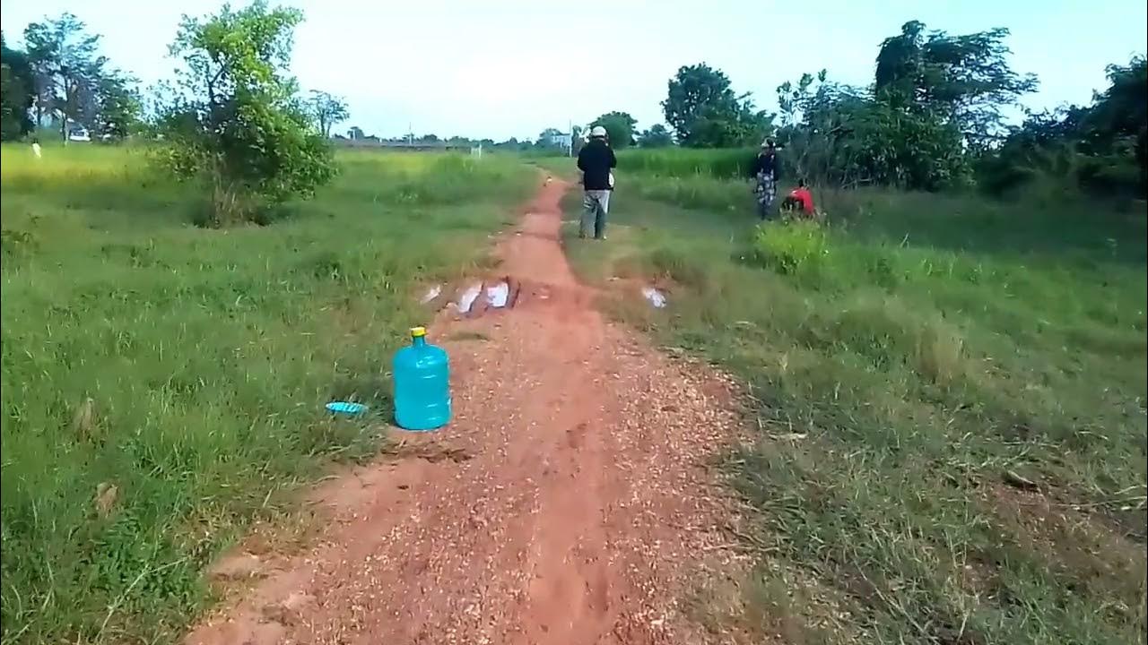 peb mus nrog dab laug lawv hlais nplej - YouTube