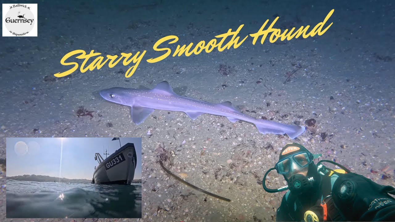 Meeting a shark on a dive makes it a little bit more interesting ...