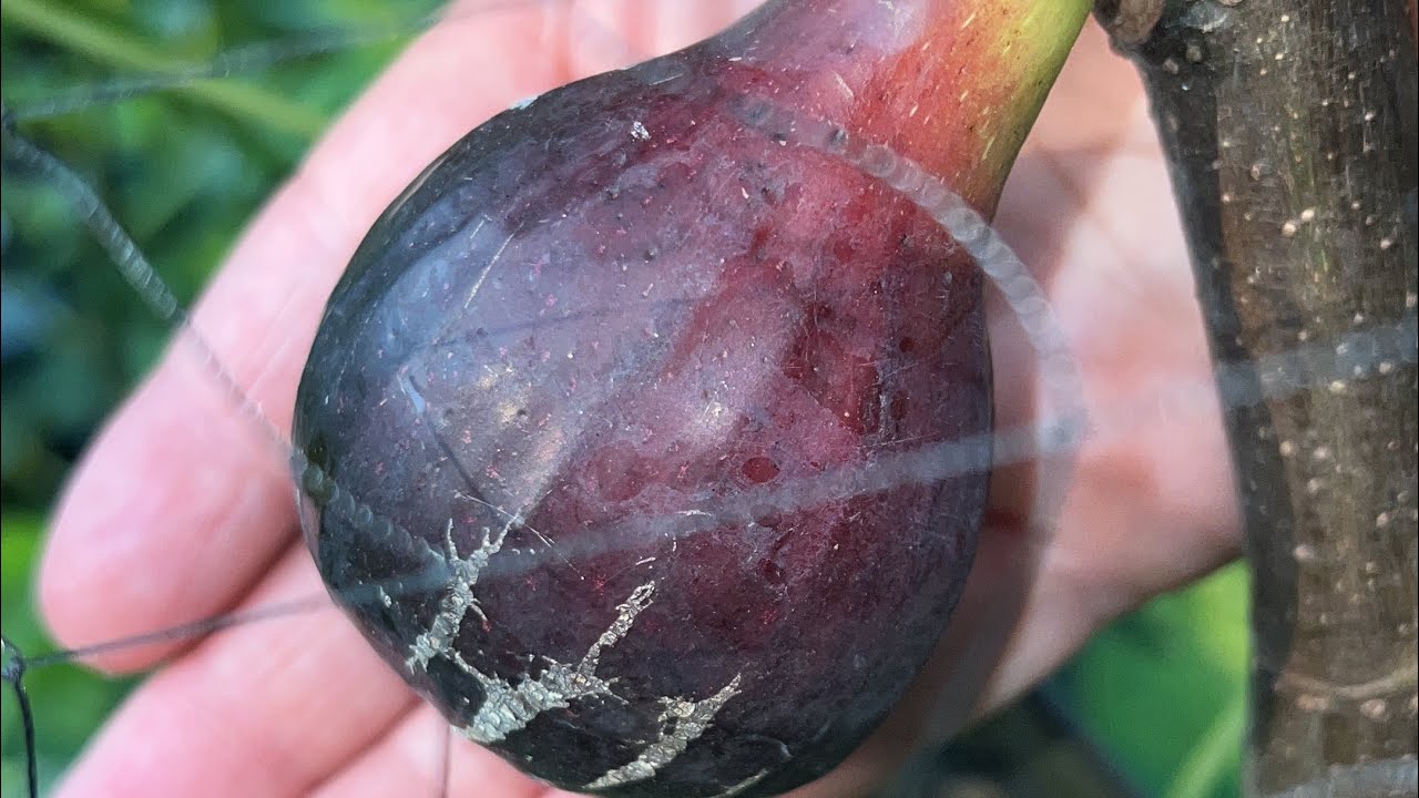 CLBC Breba Fig Tasting (July 25, 2023 - Zone 5B) - YouTube