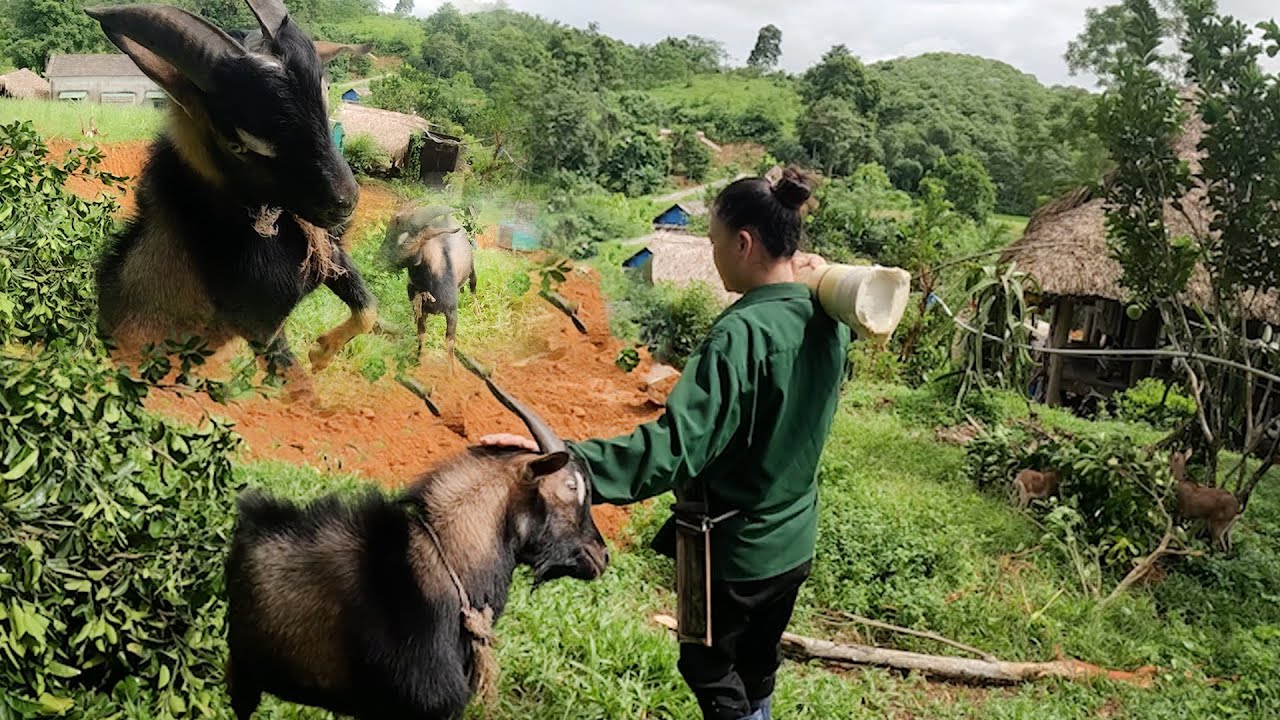 Herding Goats, Going to the Forest to Cut Bamboo Shoots, Cooking ...