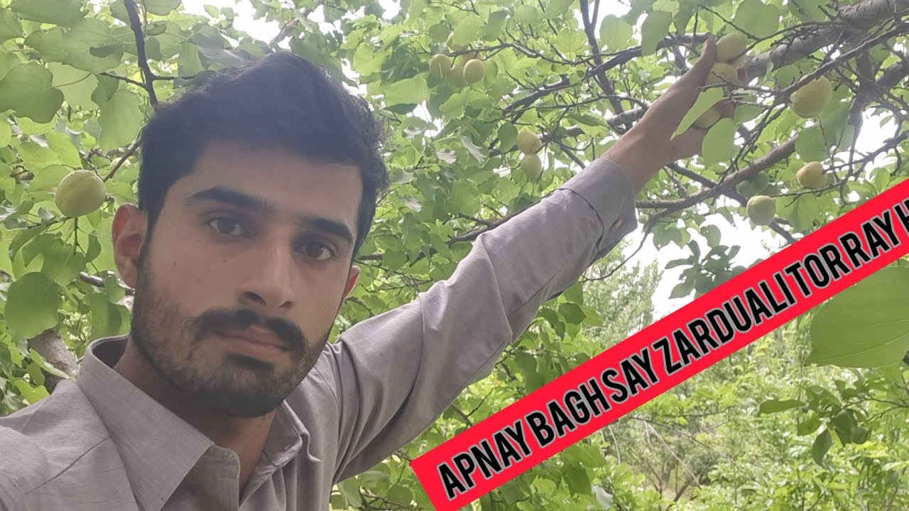 apnay bagh say zardaloo tor ray ha - YouTube