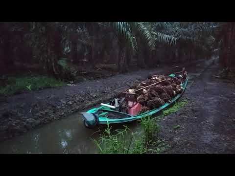 pompong sawit muatan penuh