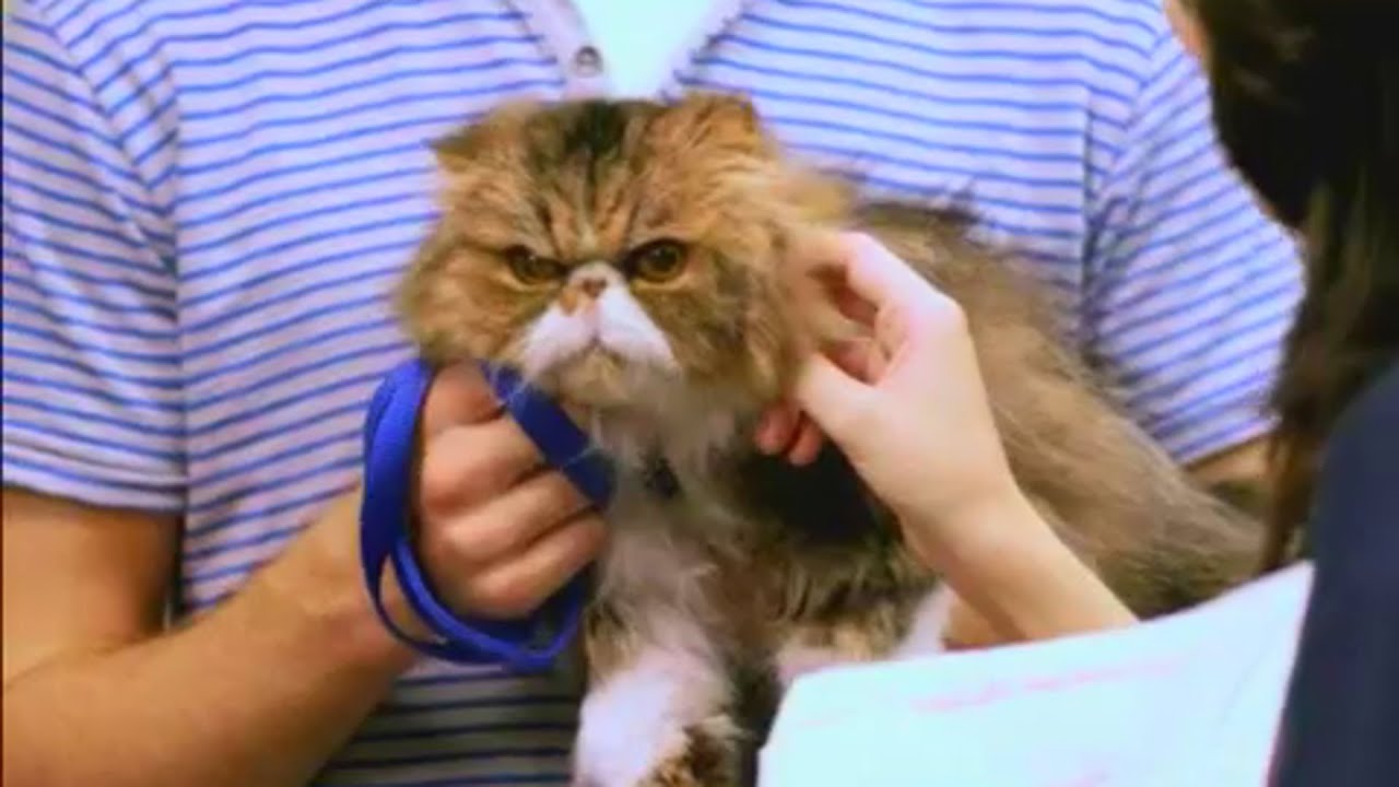 Find the Right Food for Your Pet at PetSmart commercial - YouTube