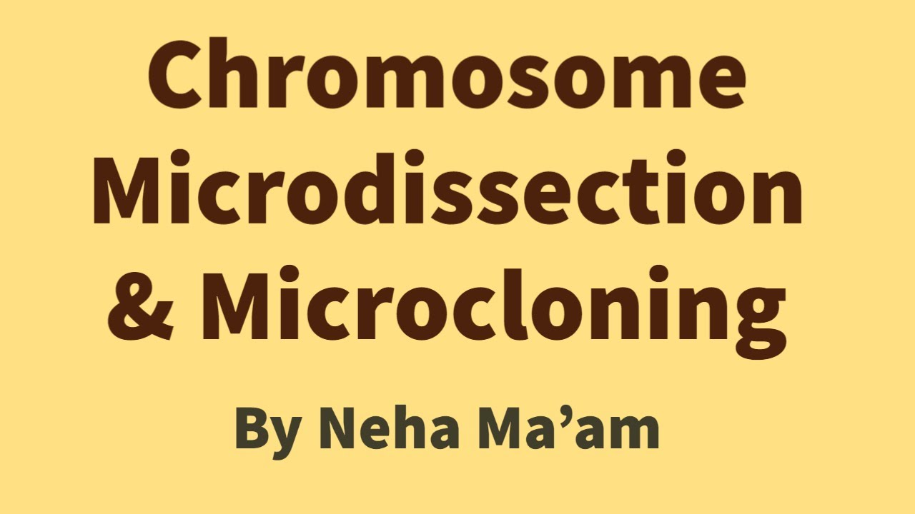 Chromosome Microdissection & Microcloning - YouTube