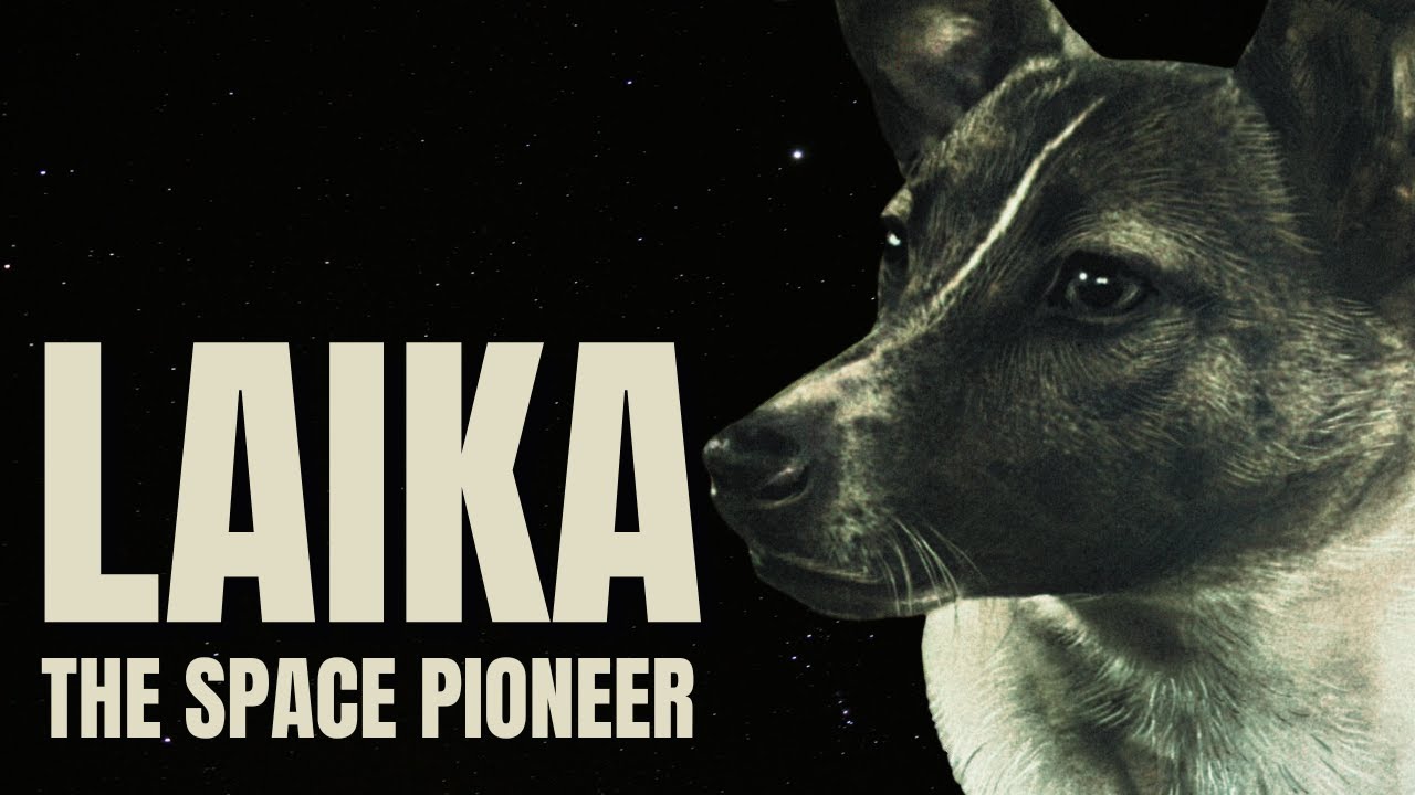 Laika the SPACE Pioneer's Heartbreaking Story Revealed! - YouTube