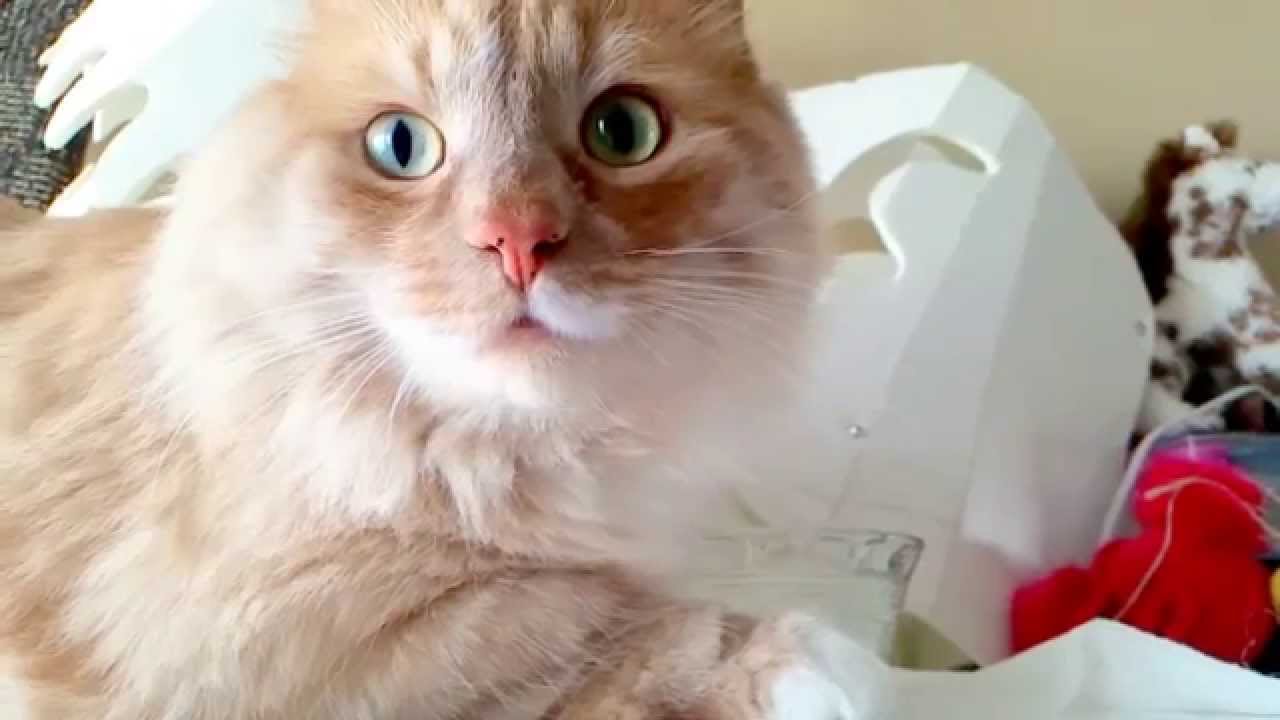 More Slow Motion Cat - with a Dramatic Head Turn - YouTube