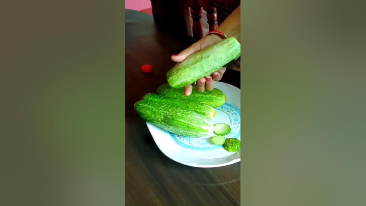 How to Start Business Cucumber Cultivation - Cucumber Farming - # ...