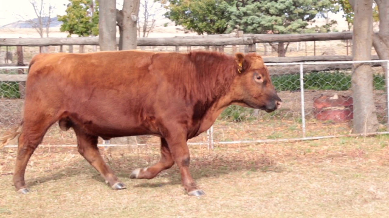 BKB | Transgariep Angus & Afrigus | Lot35 DW 17 0969 - YouTube