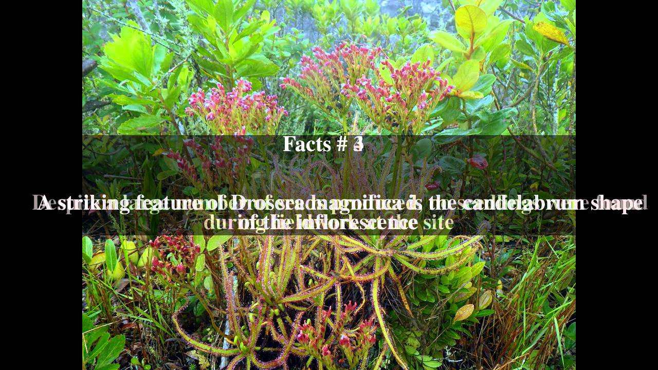 Drosera magnifica Top # 7 Facts - YouTube