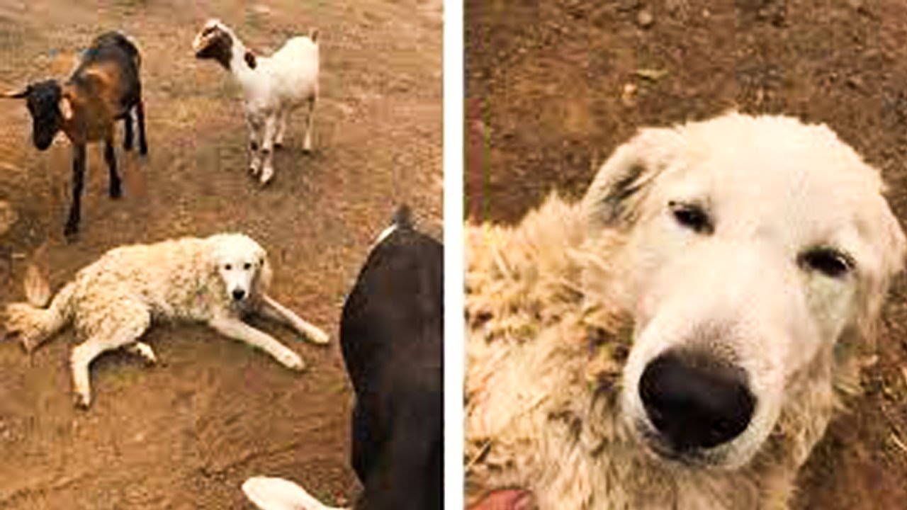 This Dog Refused To Leave His Goats In A Wildfire, Their Family ...