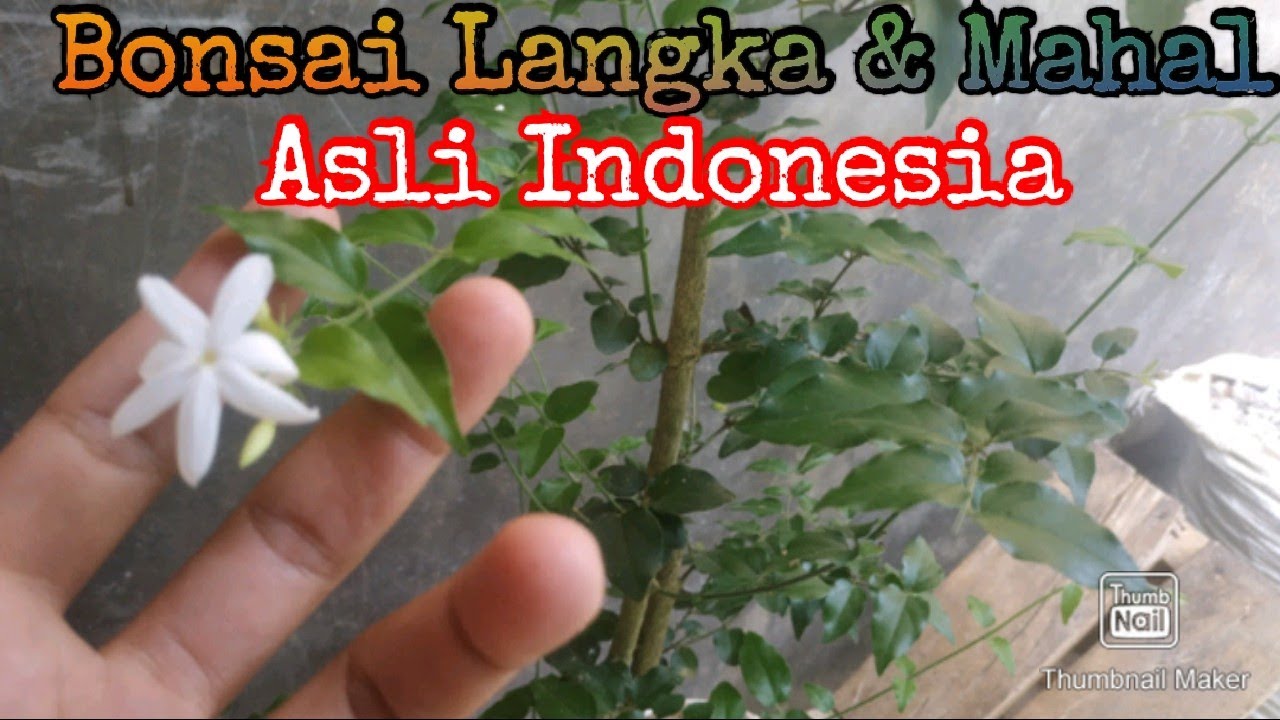 Bonsai Melati Gunung Berbunga & Mekar Di hari Yang Fitri ‼️Bonsai ...