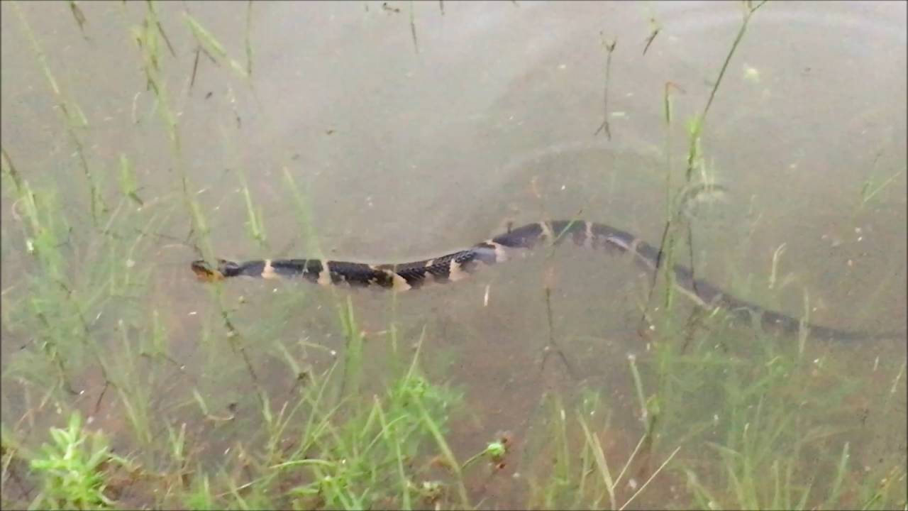 The Woodlands Texas Scary Snake Swimming After Flooding - YouTube