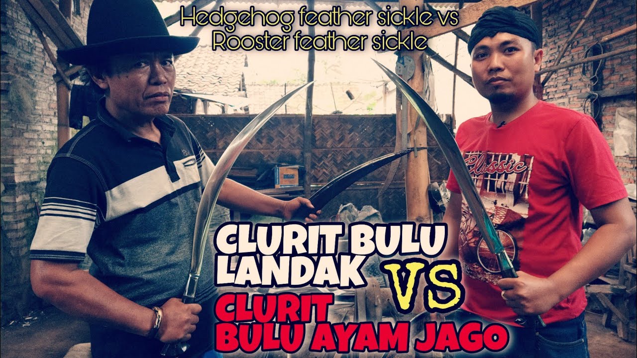 CLURIT BULU LANDAK VS CLURIT BULU AYAM JAGO UKURAN JUMBO@RumahPandeSR11 ...