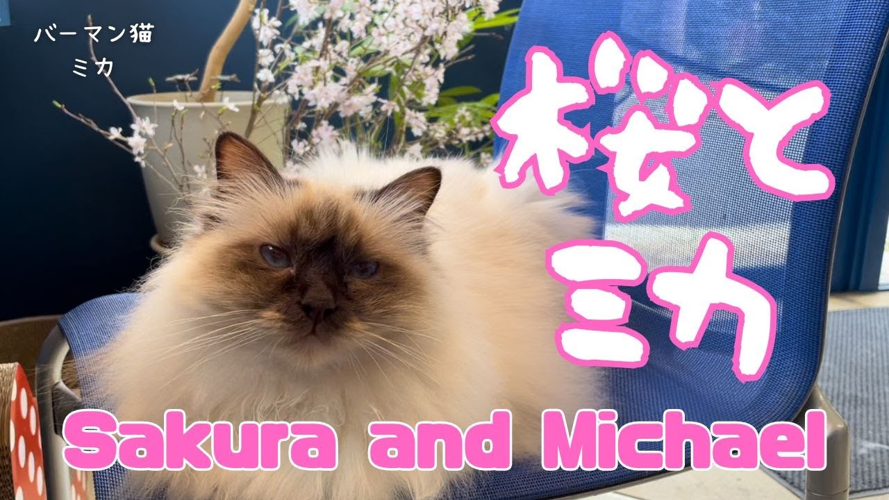 バーマン猫ミカ【桜とミカ】Sakura and Michael（バーマン猫）Birman/Cat - YouTube