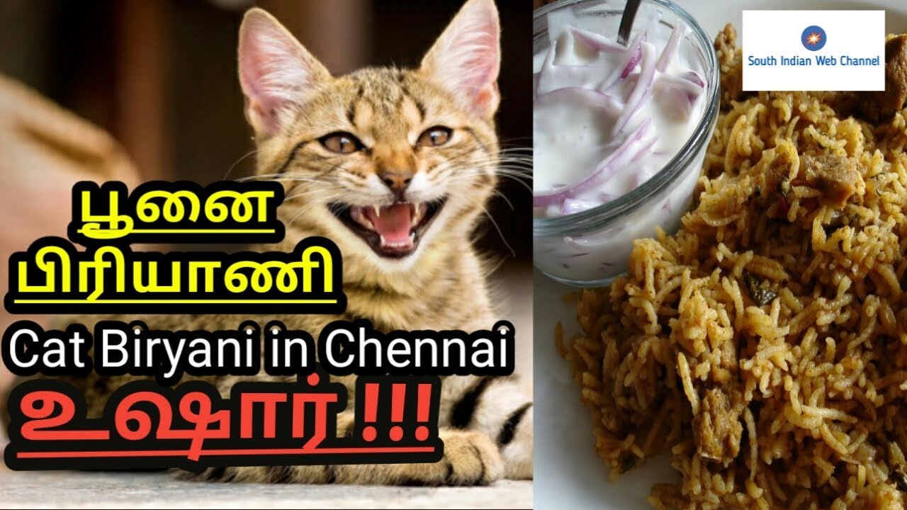 Cat Biriyani in Chennai / Cat meat mixed with mutton Biryani in Chennai ...