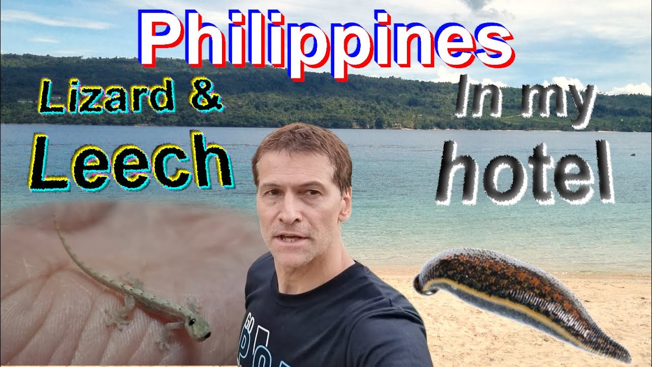 Philippines - Lizard and leech - YouTube