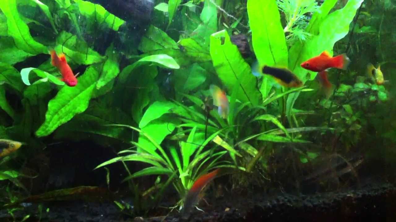 90 Liters Planted Tank (Jun 10, 2013) - YouTube