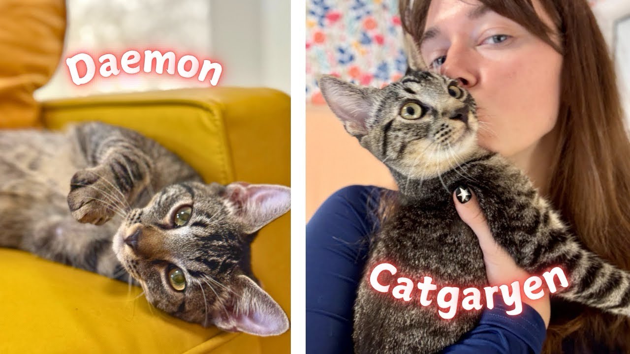 Daemon is ready to fill your home with love and purrs! Adopt this sweet ...