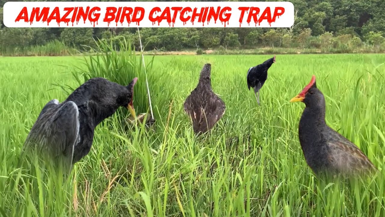 Amazing bird catching trap | Eady bird trap | Water cock bird hunting ...