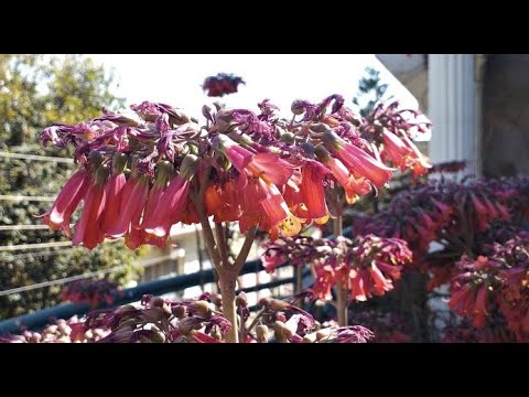 UNIQUE & Beautiful BLOOMS of MOTHER OF MILLIONS ( Devil’s backbone ...