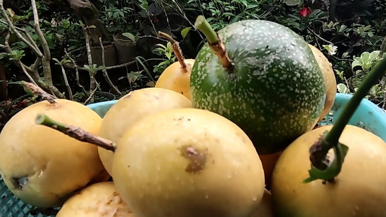 bikin syrup buah markisa liar - YouTube