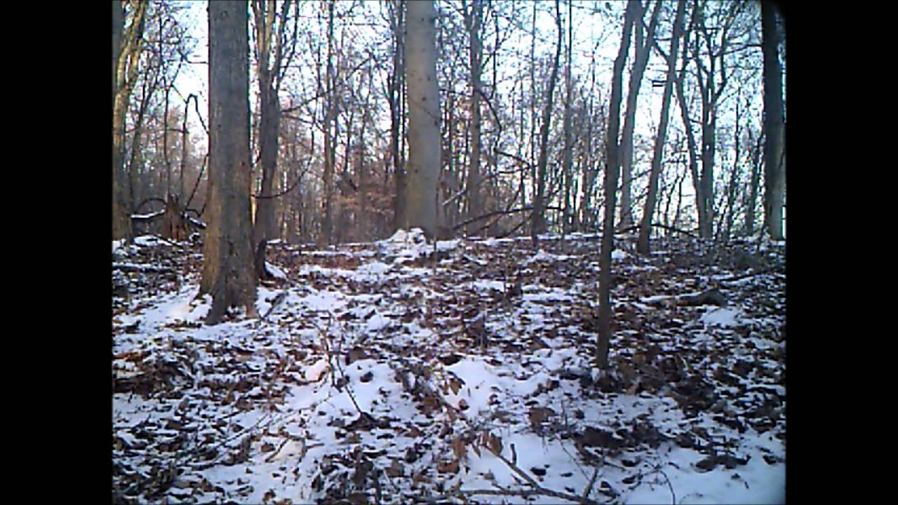 Indiana Bobcat - YouTube