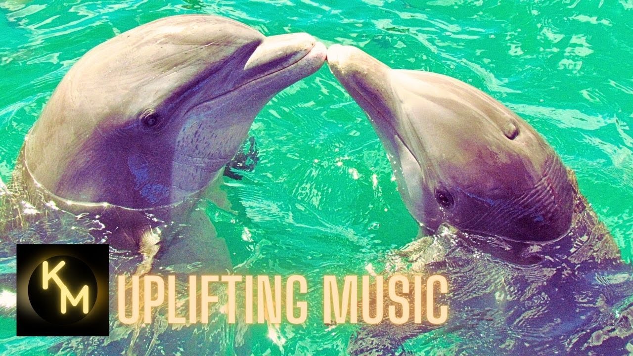 🎶🤩FREAKY FRIDAY! Dolphins' Delight - A Symphony of Happiness in the ...
