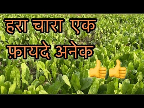 हरा चारा #हराचारा# green fodder #greenfodder# hara chara 👍👍 - YouTube