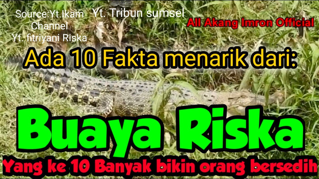 10 Fakta yang dimiliki oleh Buaya Riska,sebagai Buaya Muara yang cukup ...