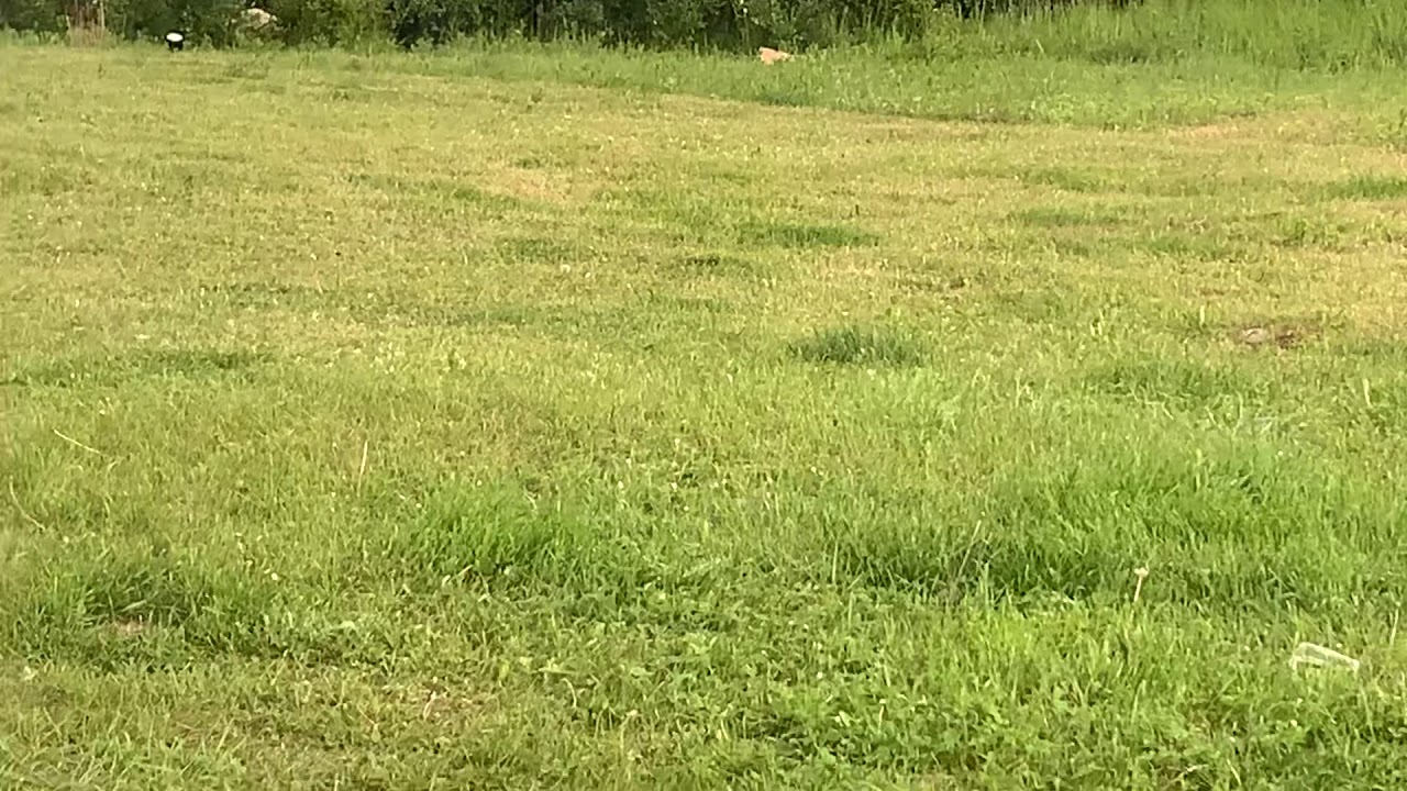 Some random grass - YouTube