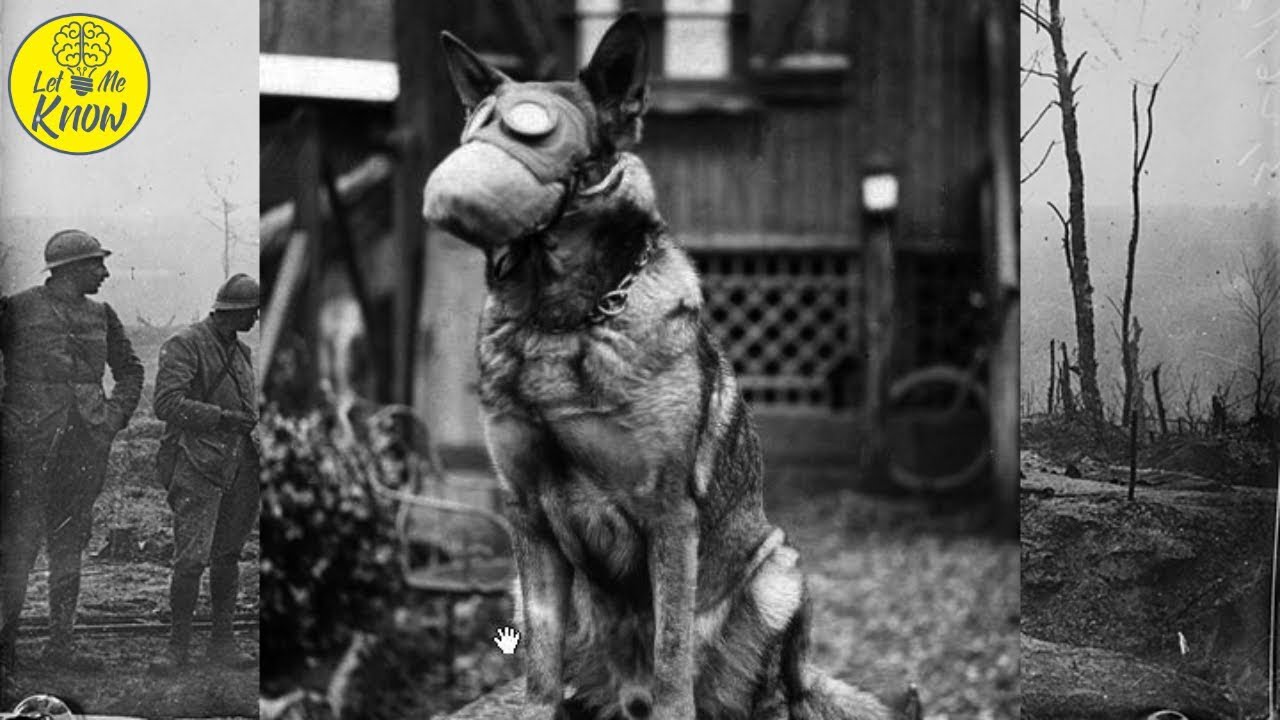 This Fearless Dog Was A WWI Hero – And The Number Of Lives He Saved Is ...