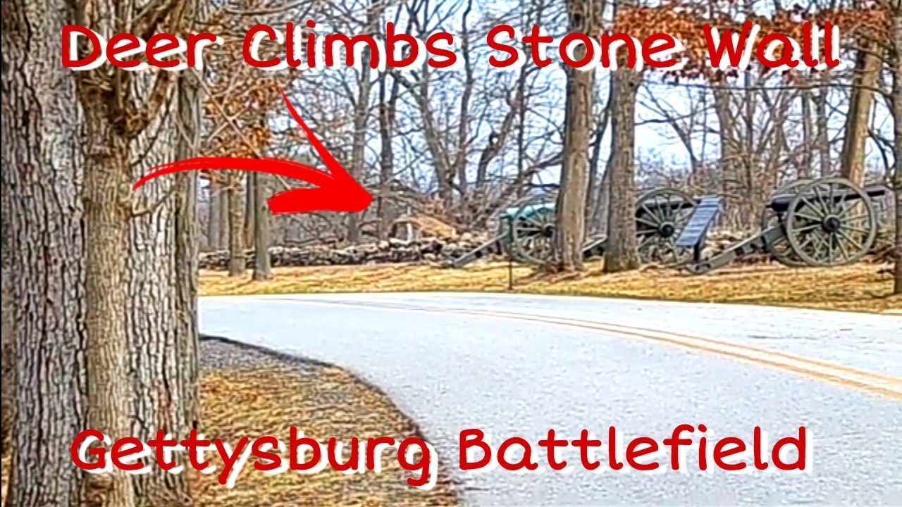 Deer climbing over a stone wall on the Gettysburg PA battlefield - YouTube