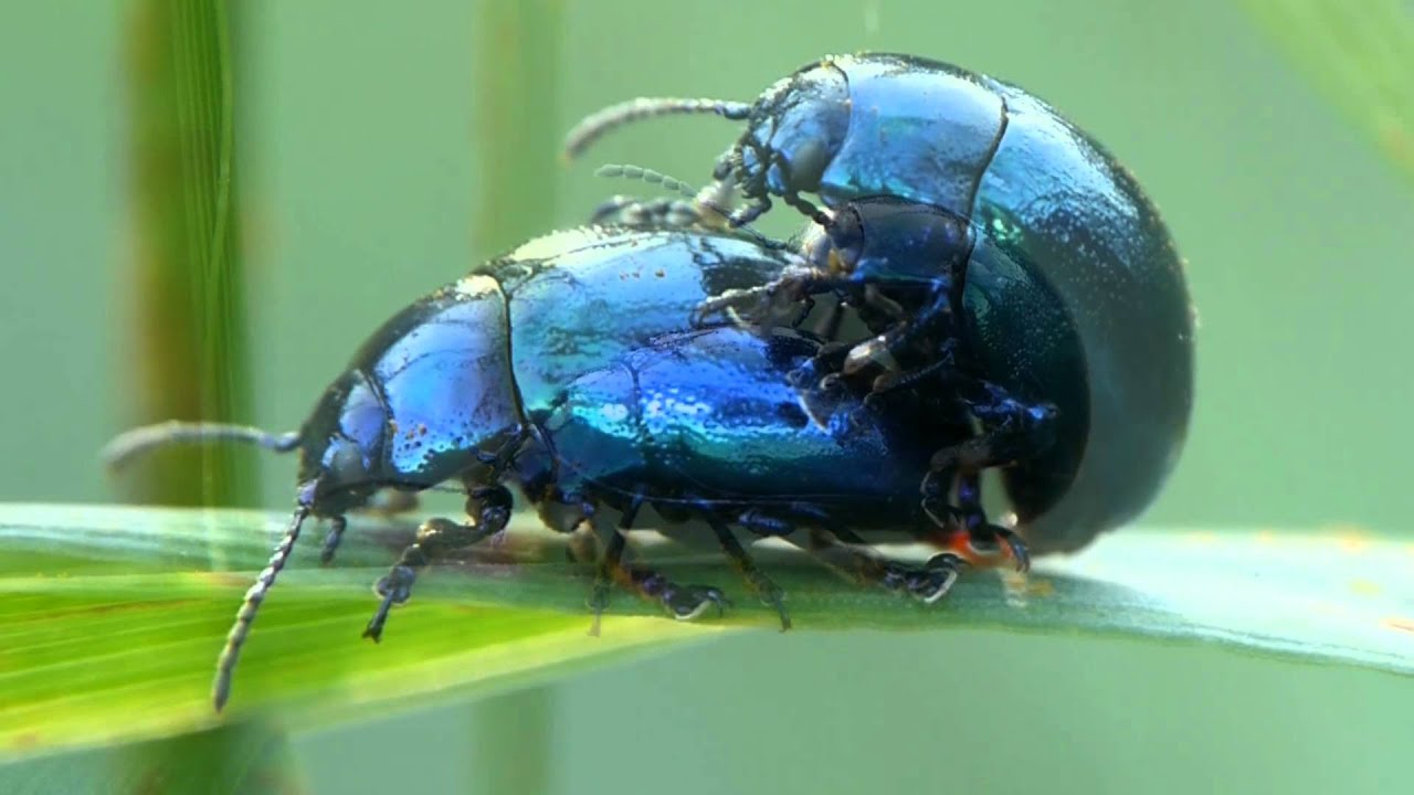 Chrysolina Coerulans - YouTube