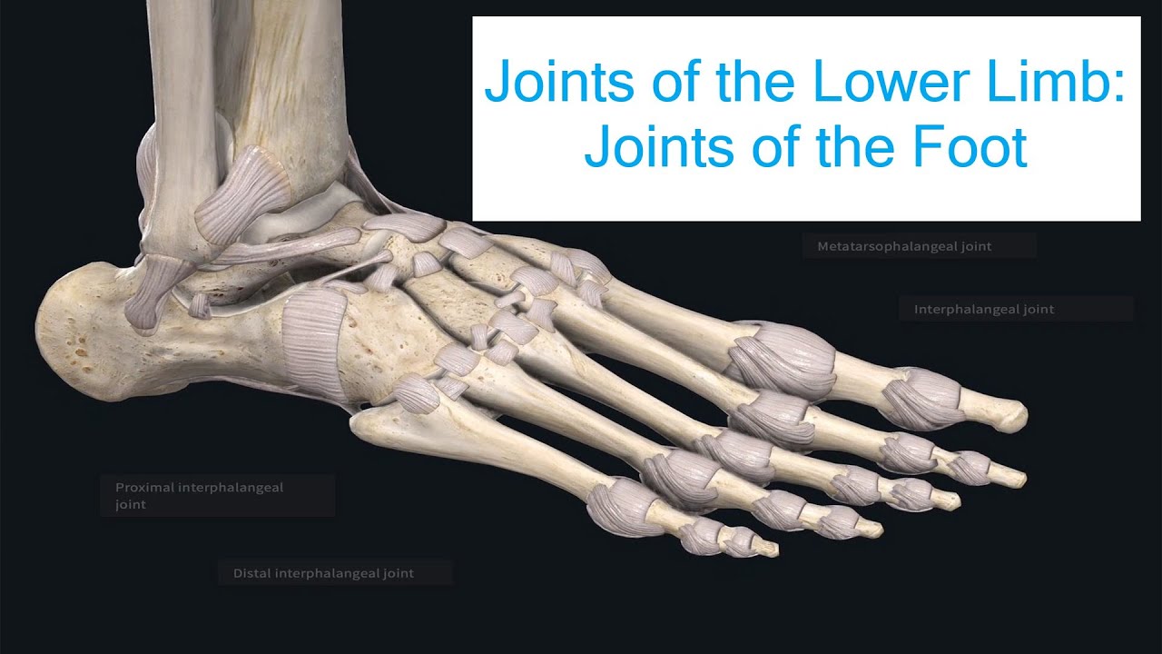 Joints of the Lower Limb - Joints of the Foot | Anatomy | 3D - YouTube