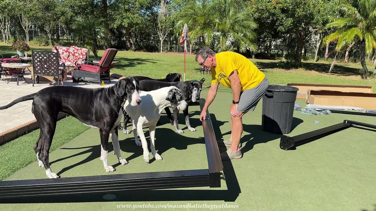 Funny Nosy Helpful Great Dane Pack Supervises The Dads' DIY Pergola ...