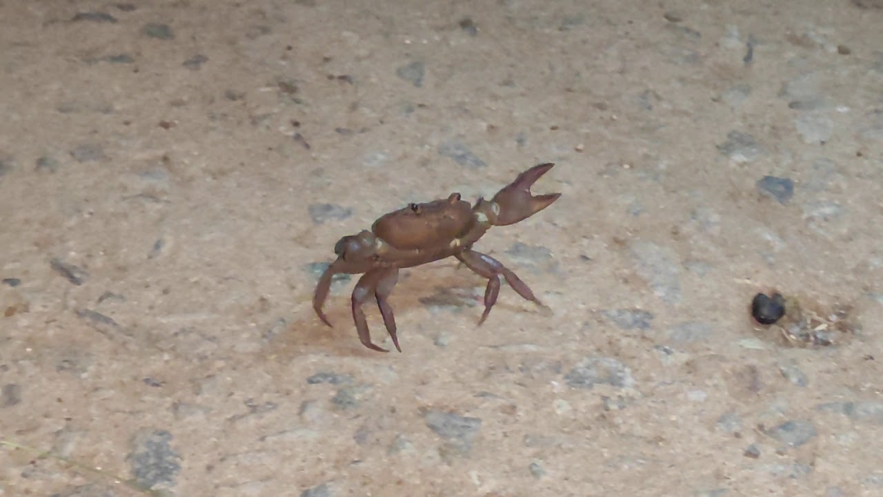 Endrakaya walking - YouTube